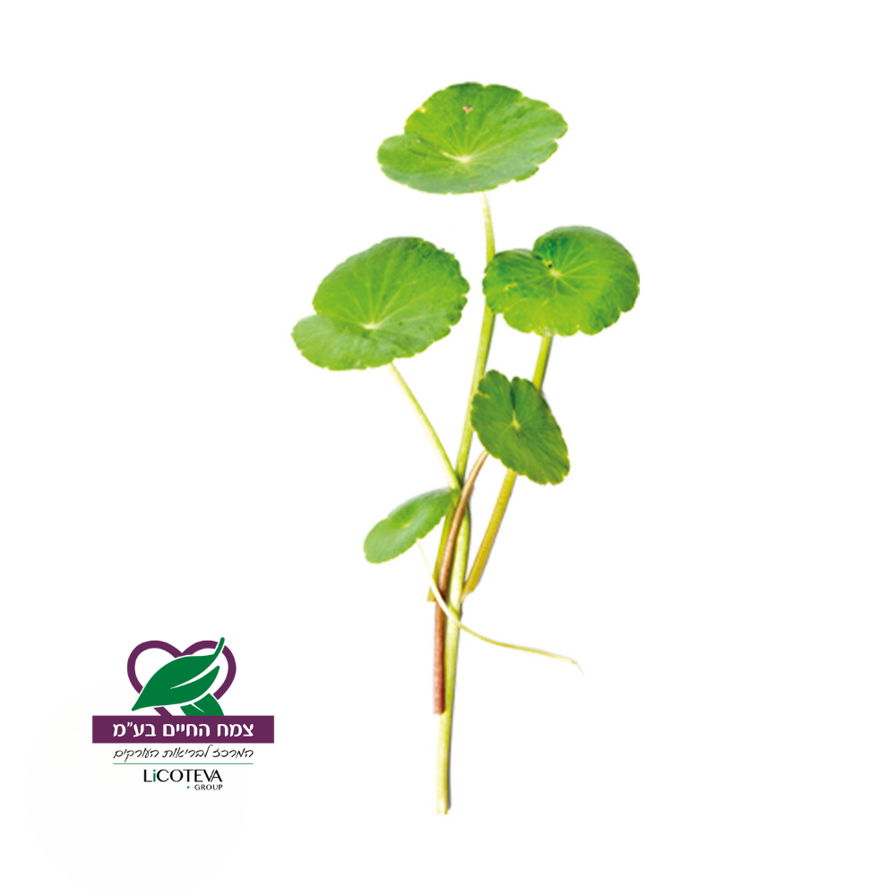 ספלילה - Centella asiatica - ליקוריץ' המקורי